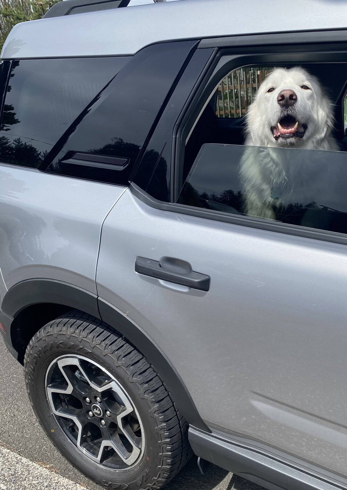 Show me your dogs!! | 2021+ Ford Bronco Sport Forum - Broncosportforum.com