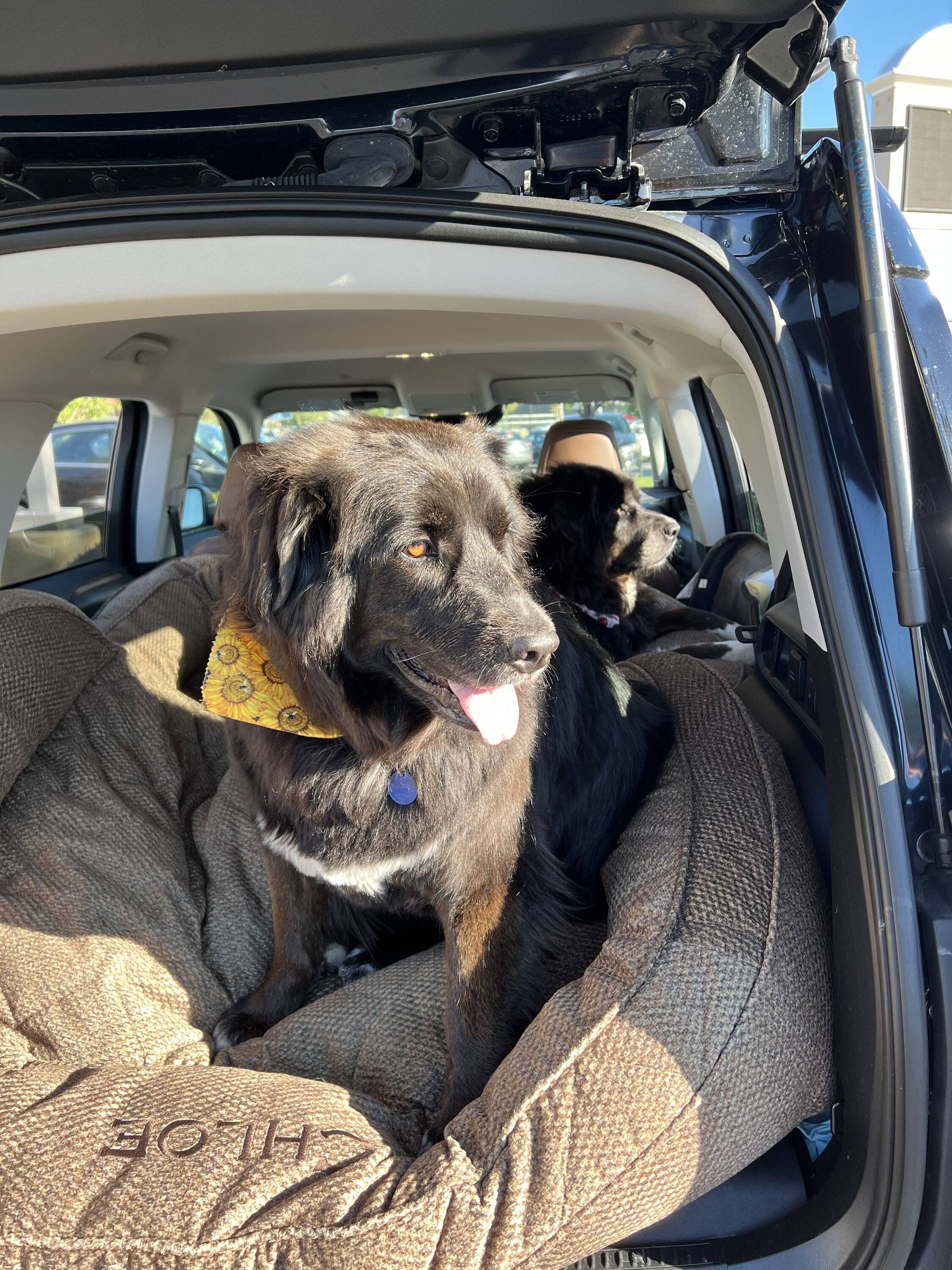 Show me your dogs!! | Page 9 | 2021+ Ford Bronco Sport Forum ...