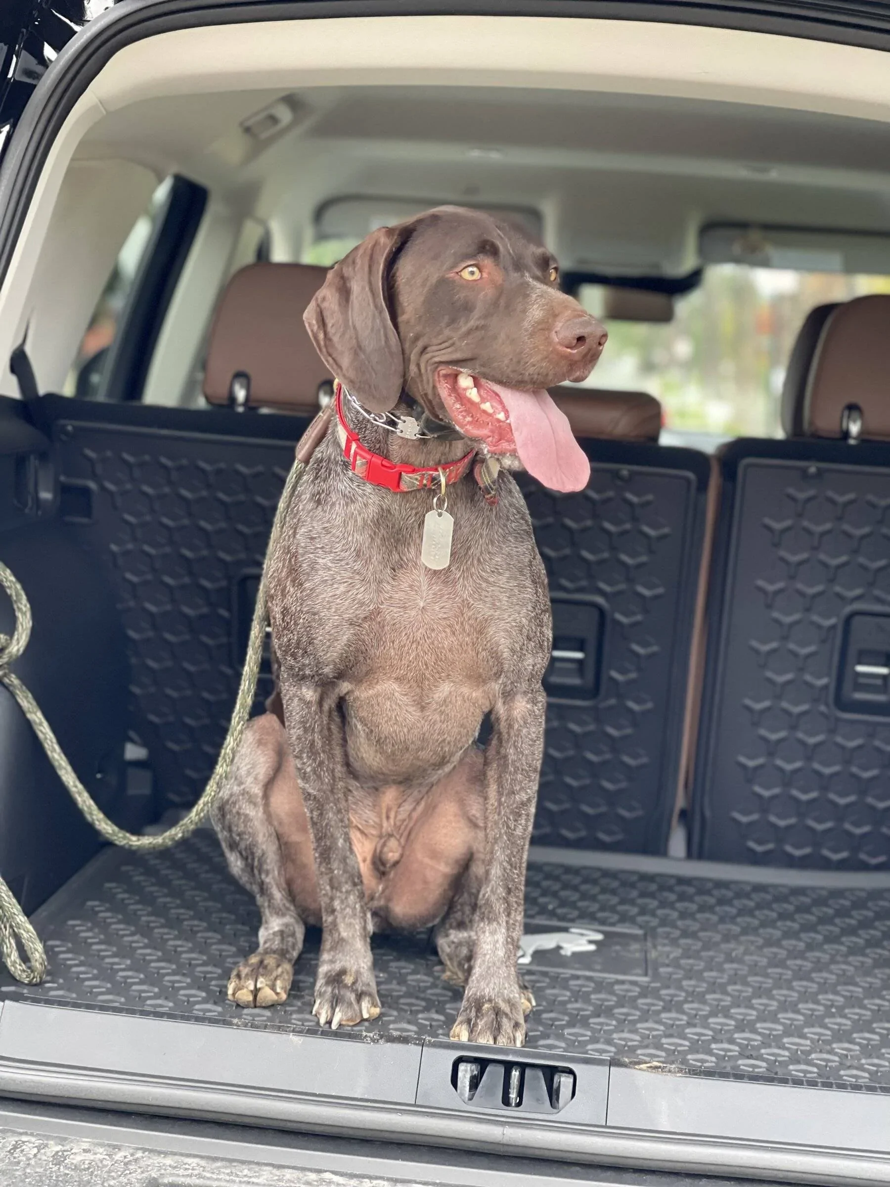 Show me your dogs!! | Page 5 | 2021+ Ford Bronco Sport Forum ...