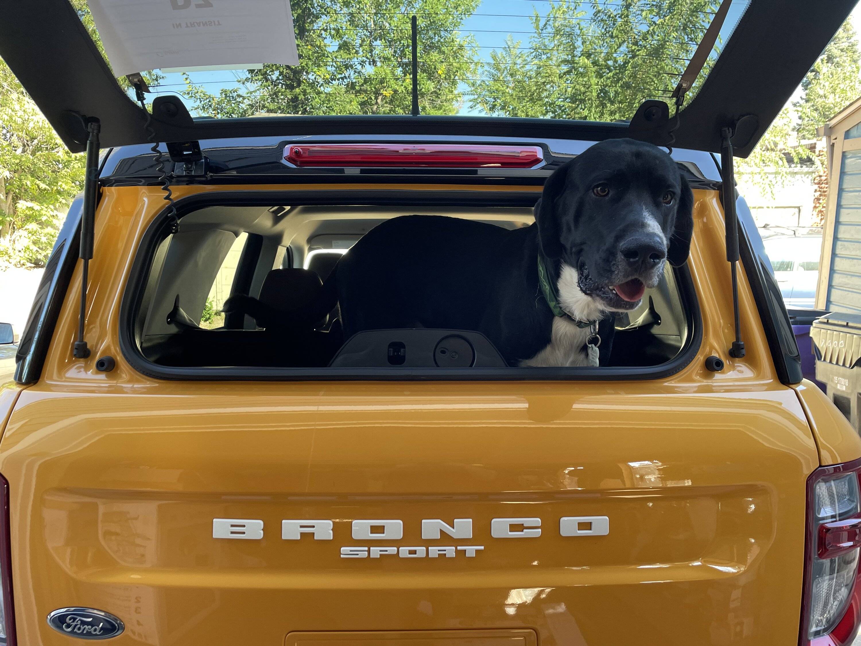 Show me your dogs!! | Page 9 | 2021+ Ford Bronco Sport Forum ...