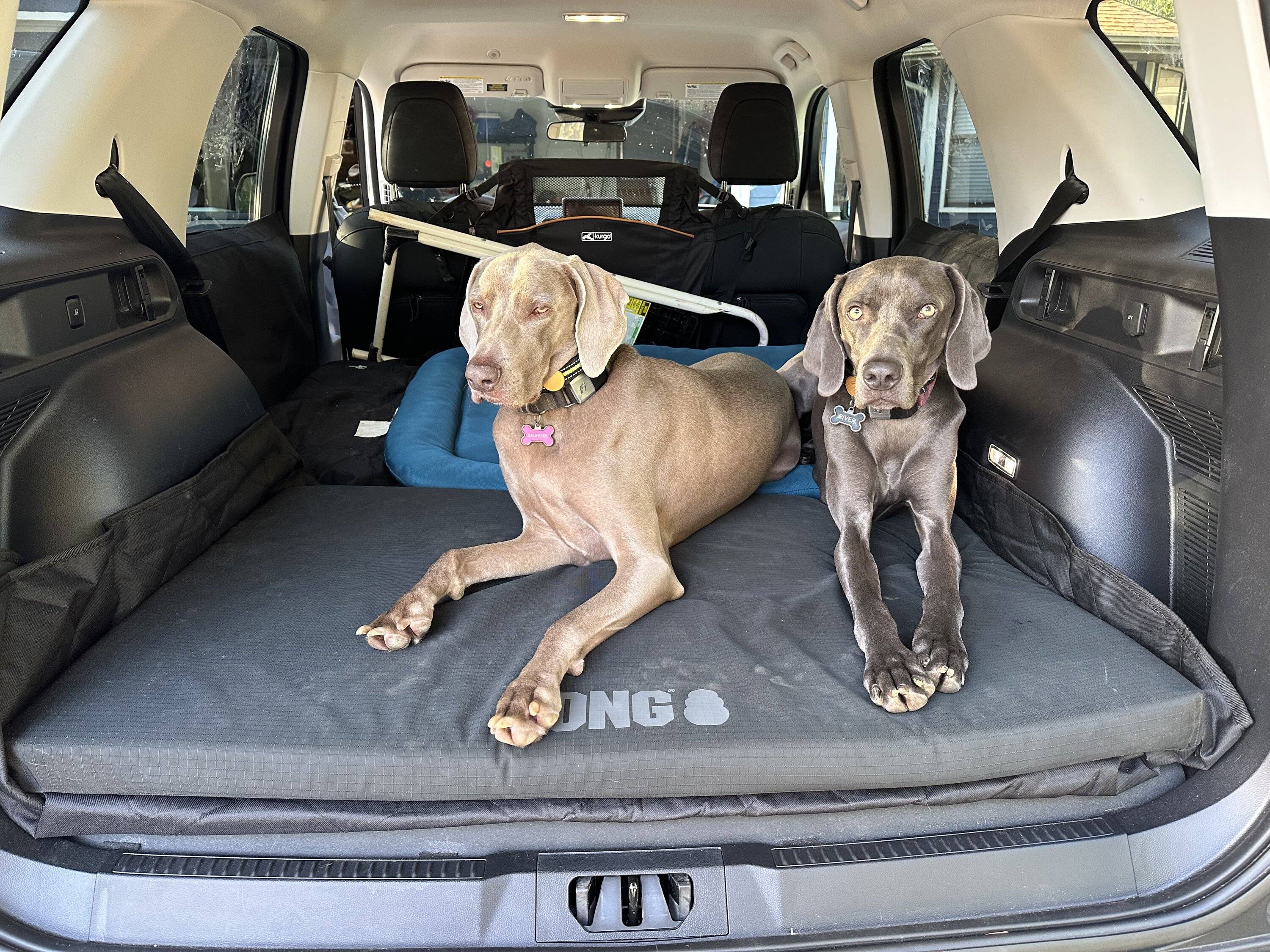 Show me your dogs!! | Page 10 | 2021+ Ford Bronco Sport Forum ...