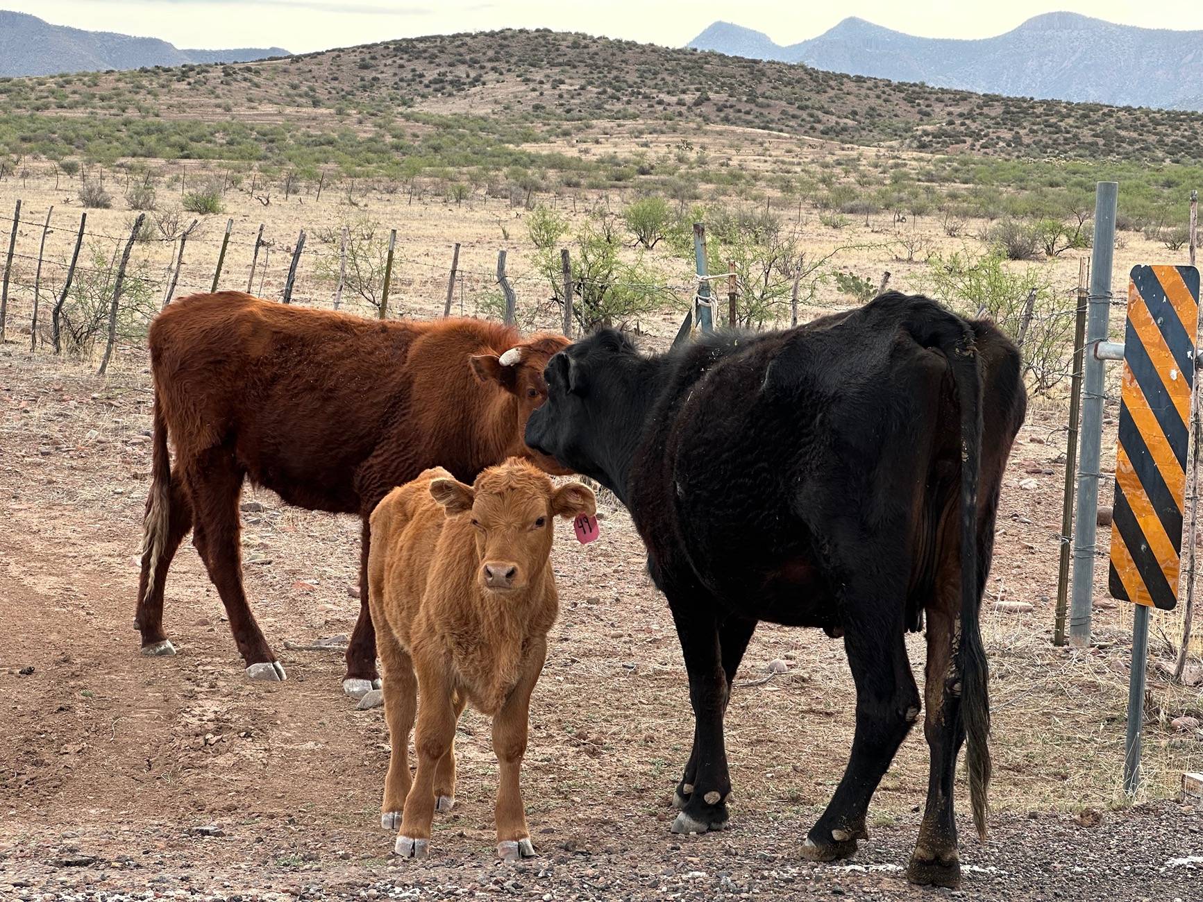 Light Off-Roading AZ vol.1: Apache Trail and A-Cross Road | 2021+ Ford ...