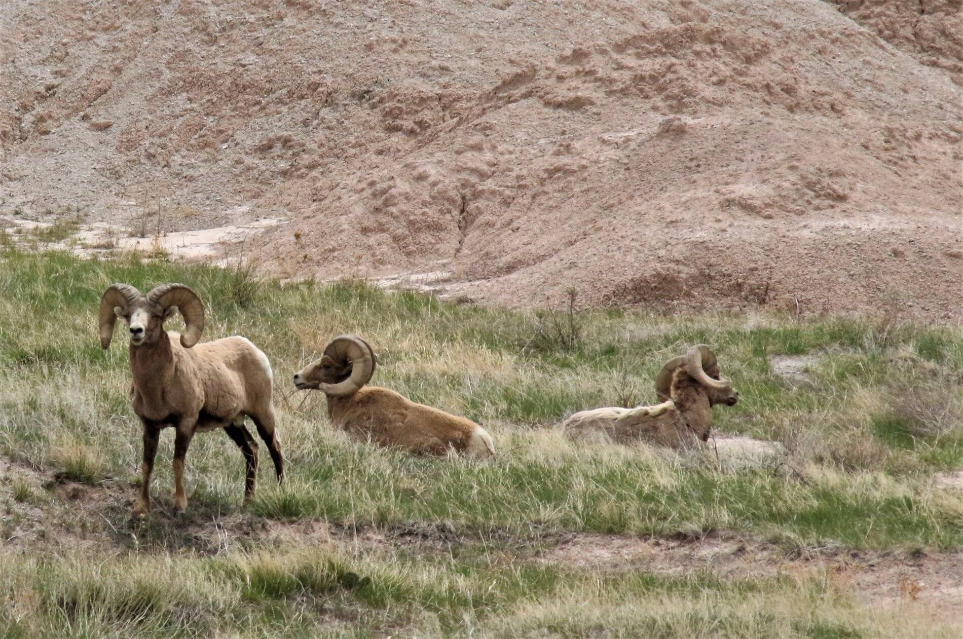 Photos of Bronco Sports in the Wild | 2021+ Ford Bronco Sport Forum ...