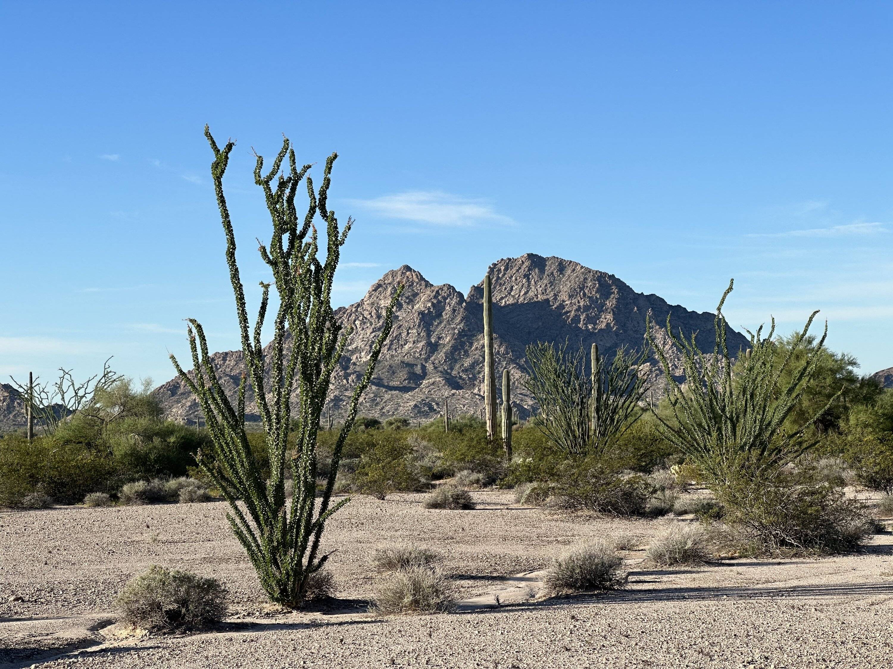 El Camino del Diablo - Cabeza Prieta National Wildlife Refuge | 2021 ...
