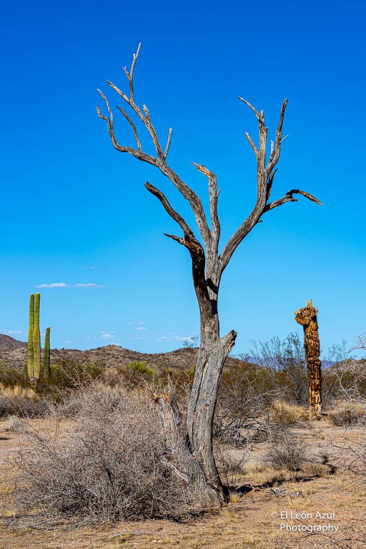 El Camino del Diablo - Cabeza Prieta National Wildlife Refuge | 2021 ...