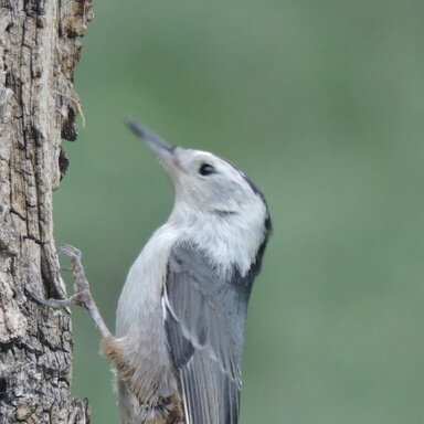 HELP! Weird acceleration sound | 2021+ Ford Bronco Sport Forum ...
